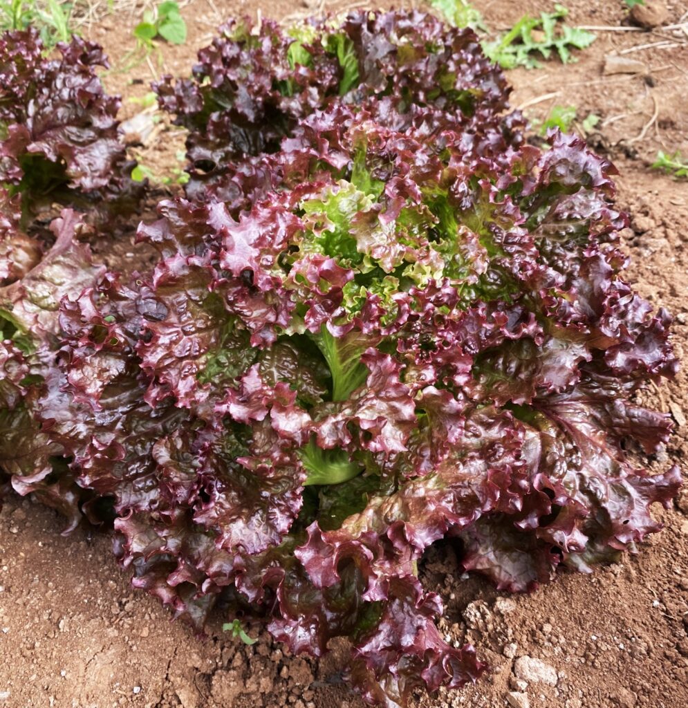 ALFACE CRESPA ROXA – Lago Mudas