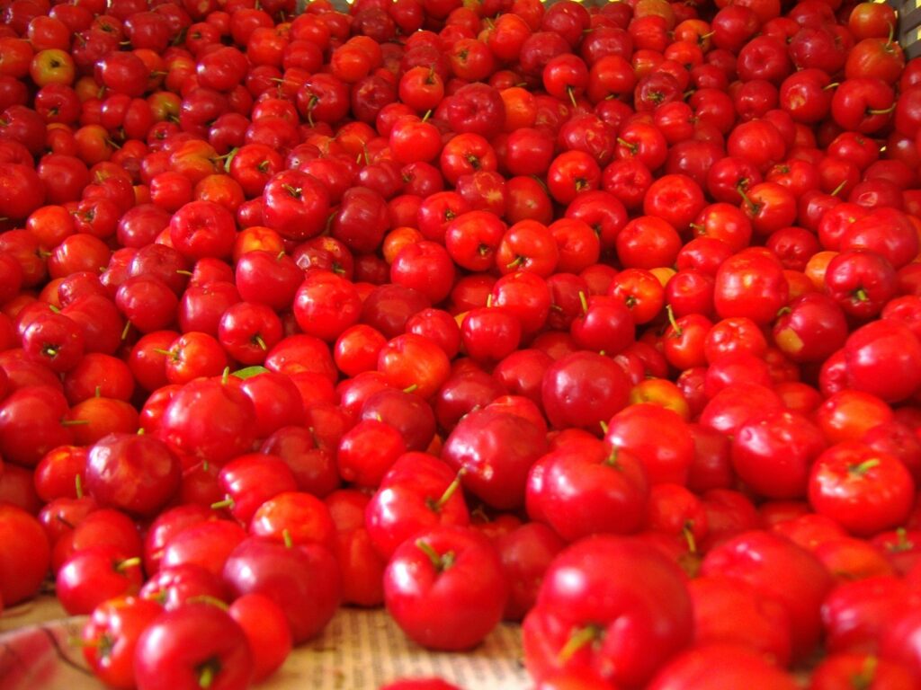 ACEROLA – Lago Mudas